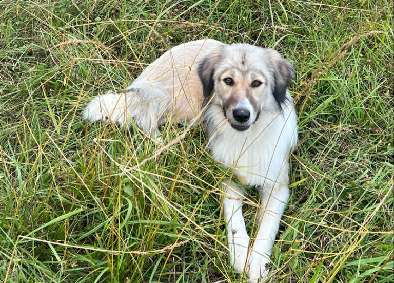 Home - Karakachan USA